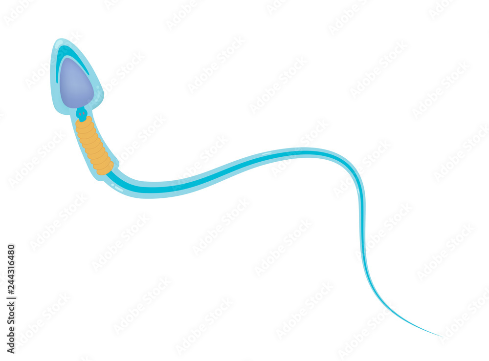 Sperm Cell Of Anatomy Stock Vector | Adobe Stock