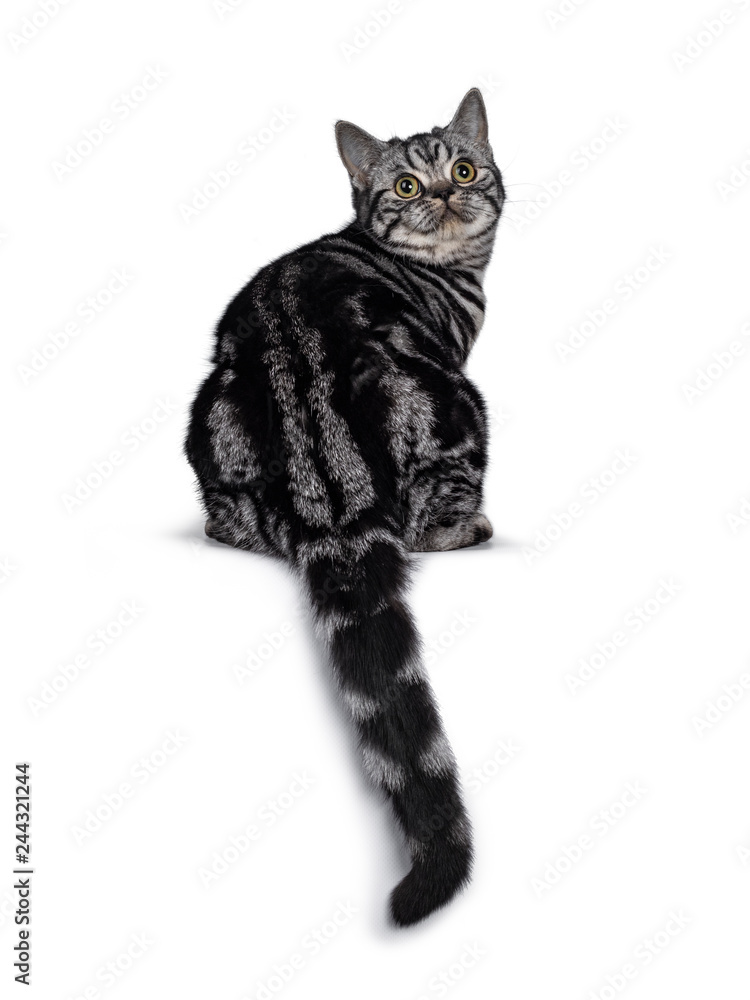 Cat Looking Over Shoulder Drawing