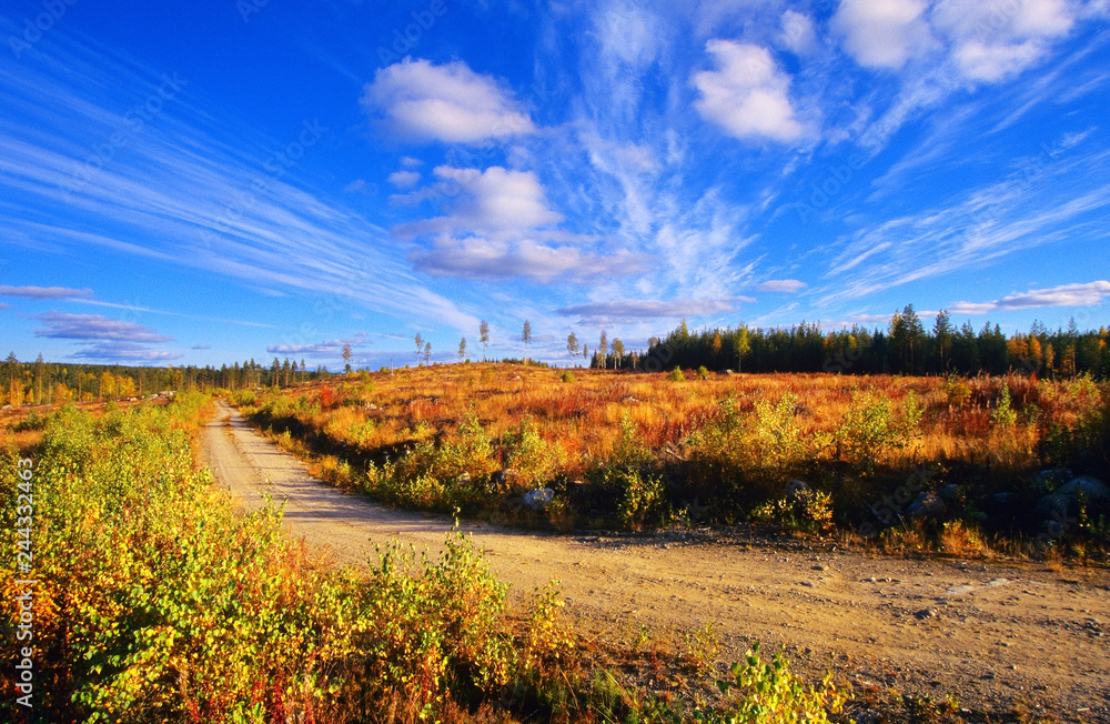 Logging road and clearcut forest. Deforestation in Finland. Stock Photo ...