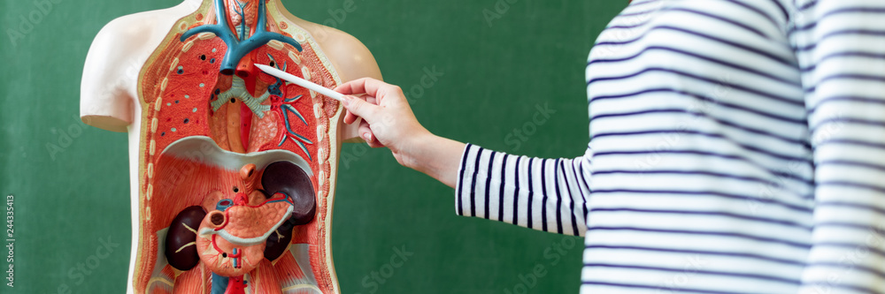 Young female teacher in biology class, teaching human body anatomy ...