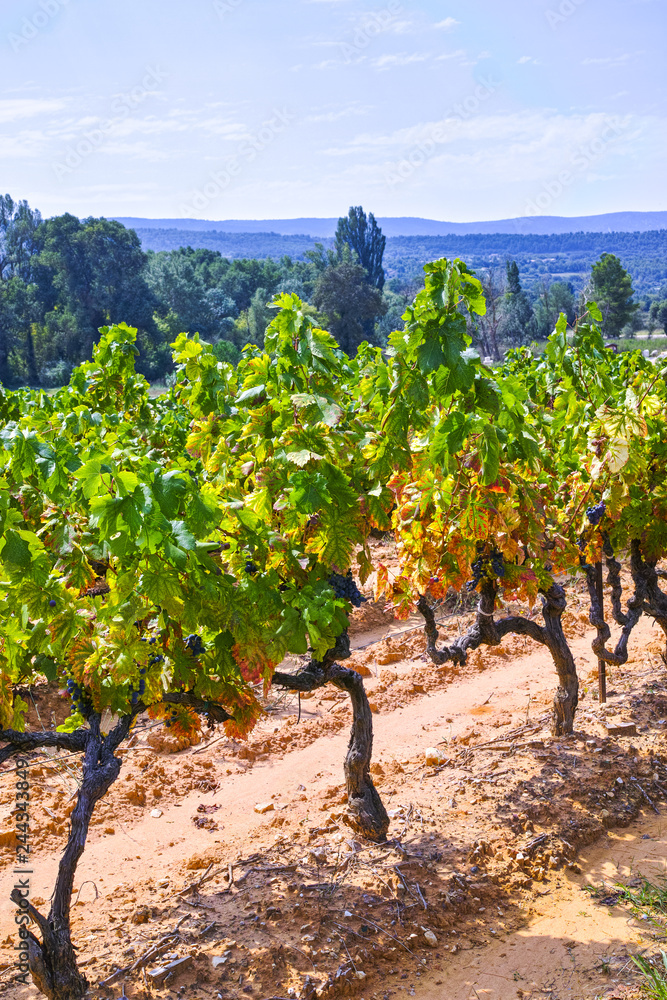 French red and rose wine grapes plant, growing on ochre mineral soil ...
