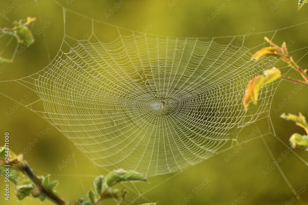 symmetrical spider web Stock Photo | Adobe Stock