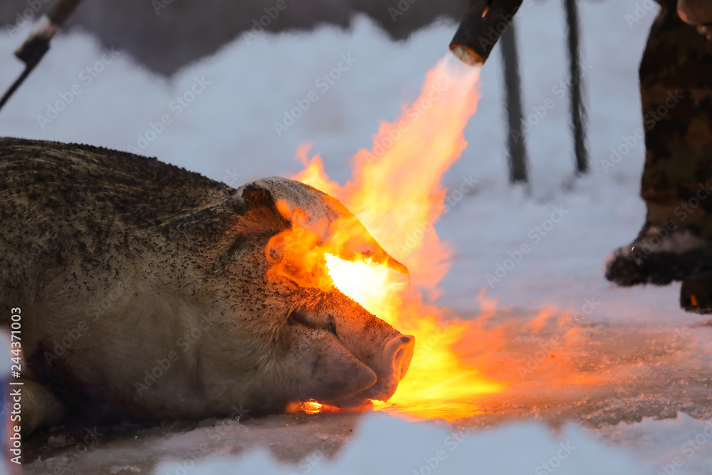 pig slaughter Stock Photo | Adobe Stock