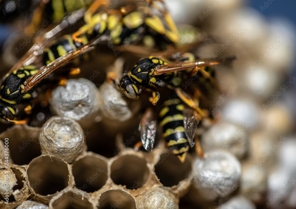 Macro picture of wasps sitting on its wasp nest in a living room Stock ...