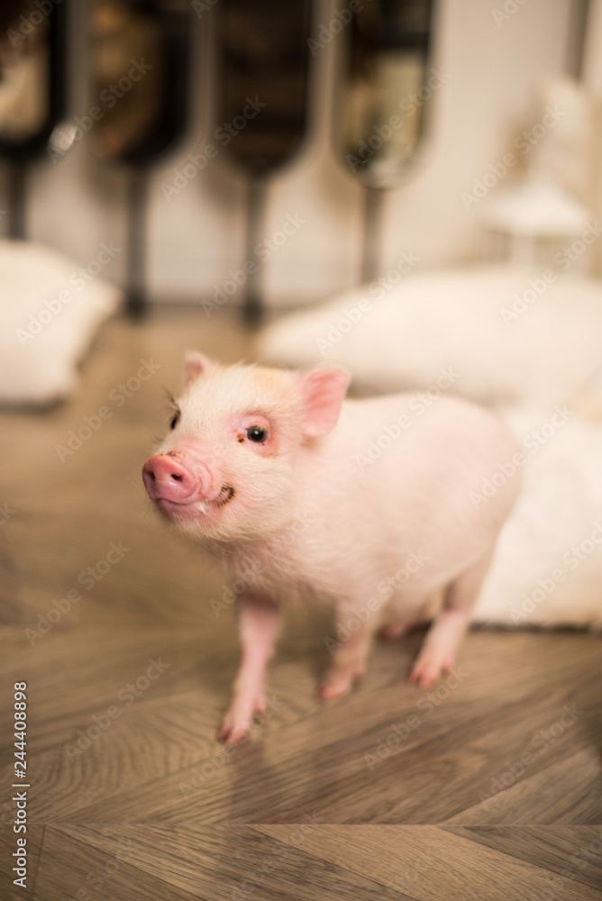 Cute smiling pink mini pig, background blurred Stock Photo | Adobe Stock