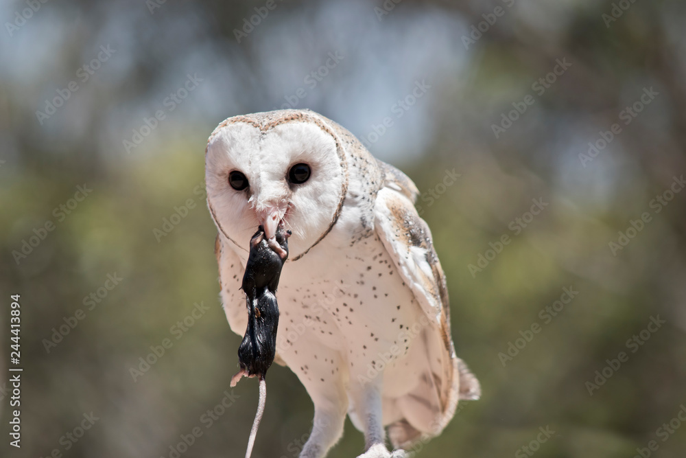 Barn Owl Eating