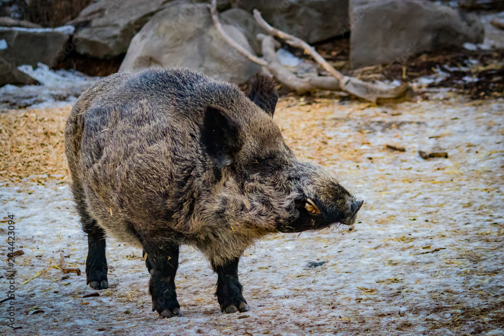 Lone dark brown furred bristle boar within an enclosure with small ...