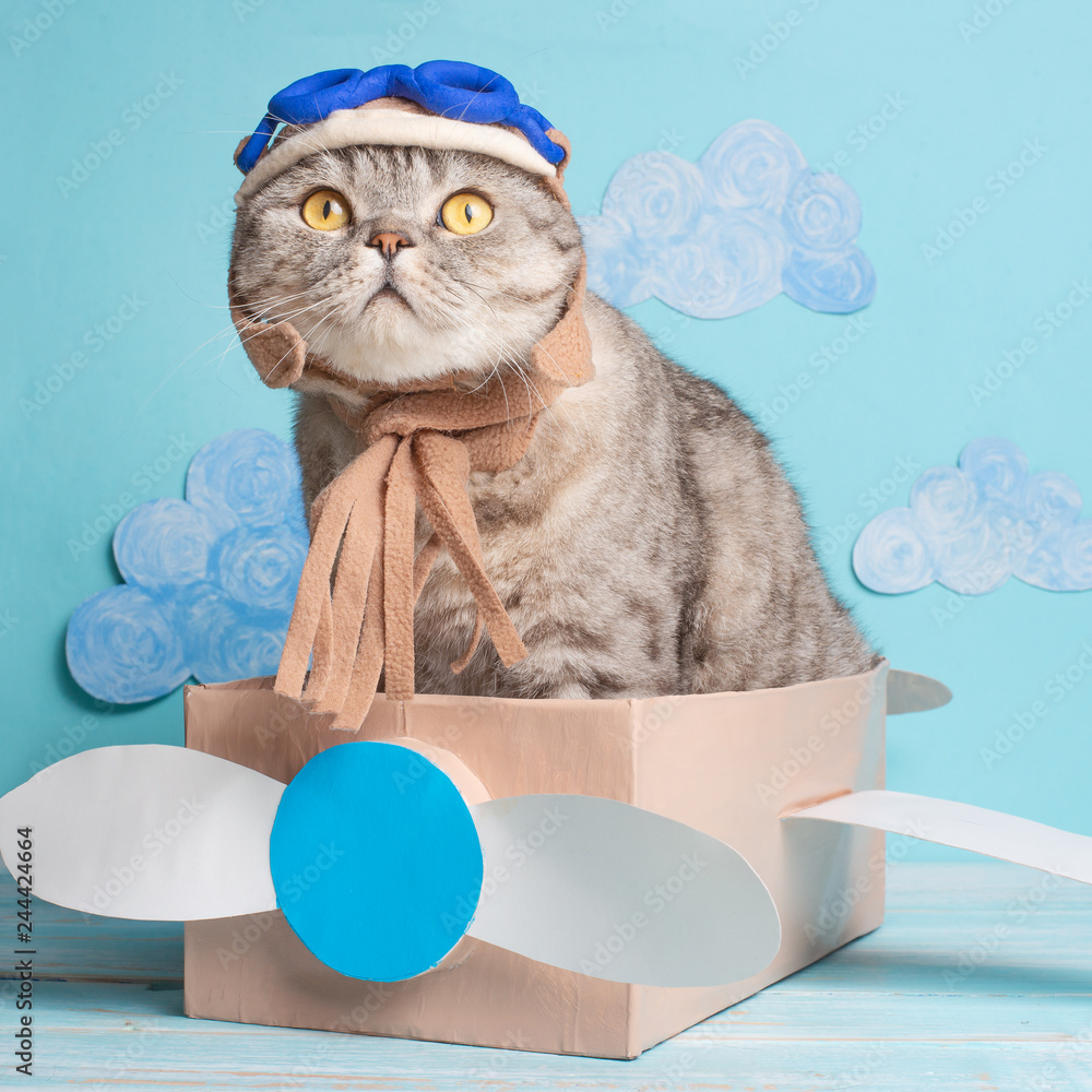 Cute cat pilot in an airplane of paper in a helmet and glasses, funny ...
