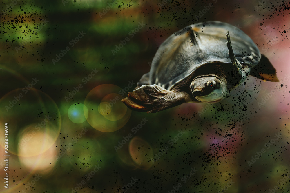 Amusing turtle swims in polluted water with radioactive waste close-up ...