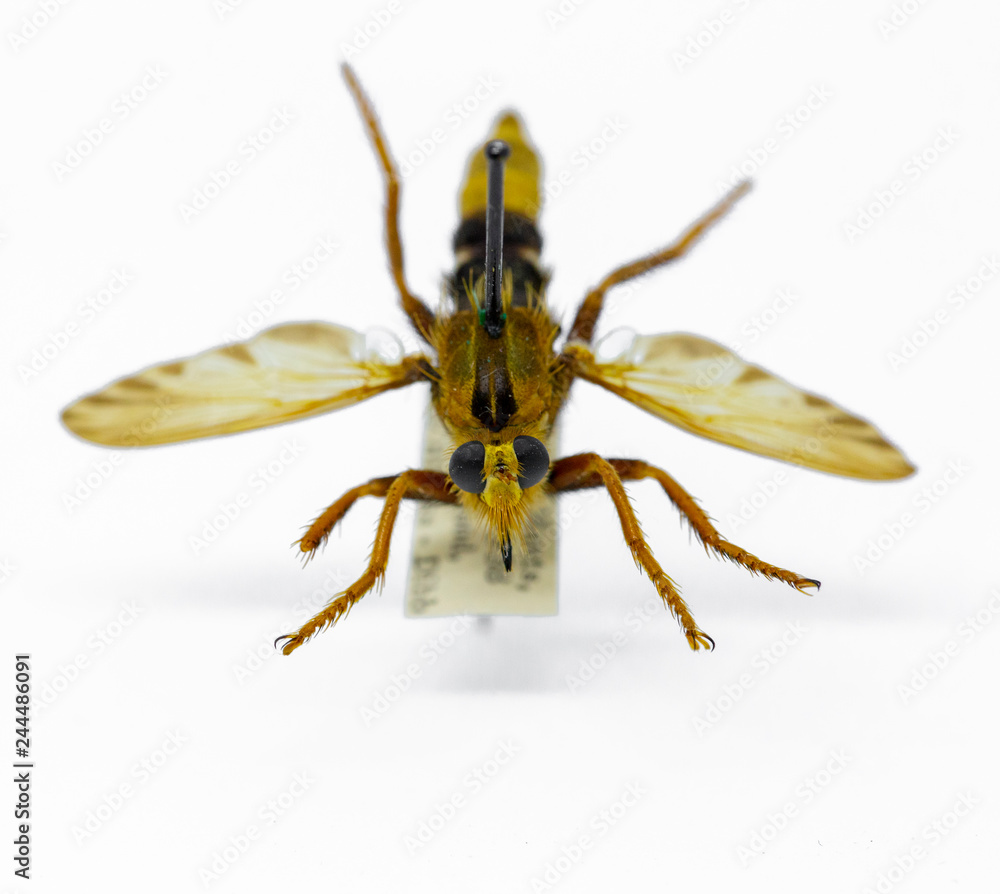 insects bees, flies, wasps in the entomological collection of insects ...