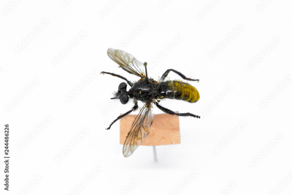 insects bees, flies, wasps in the entomological collection of insects ...