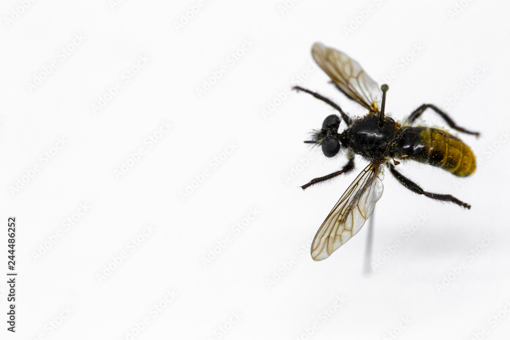 insects bees, flies, wasps in the entomological collection of insects ...