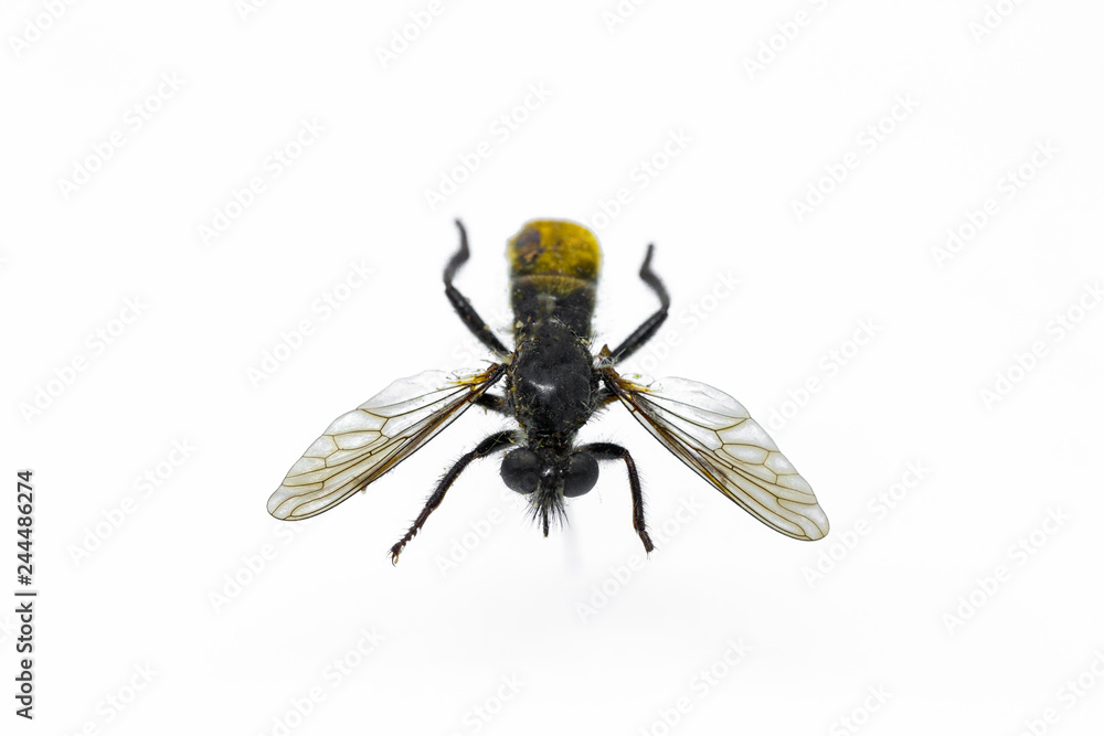 insects bees, flies, wasps in the entomological collection of insects ...