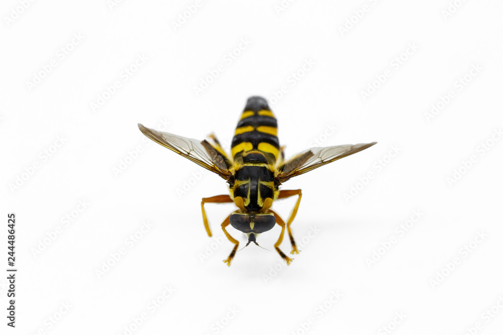 insects bees, flies, wasps in the entomological collection of insects ...