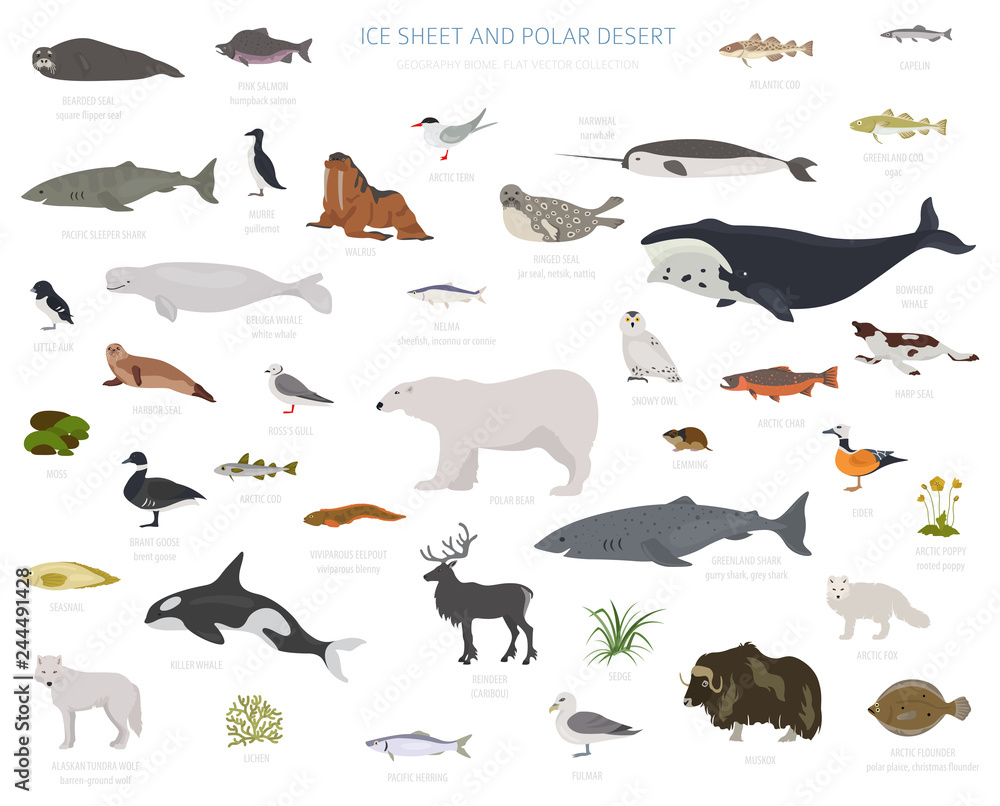 Ice sheet and polar desert biome. Terrestrial ecosystem world map ...