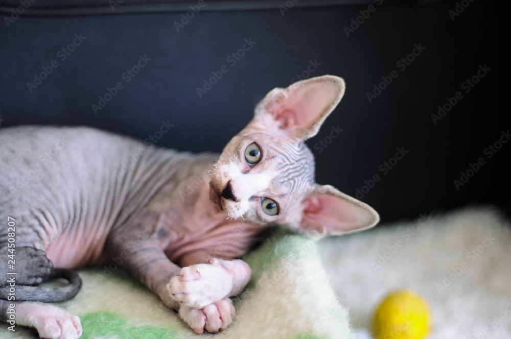 Hairless Tiny Baby Kittens