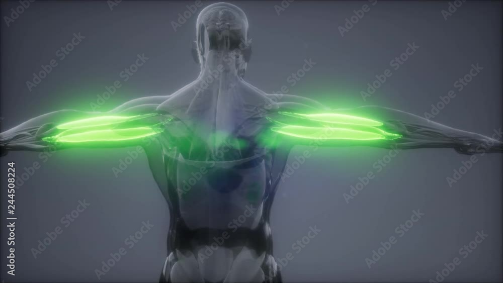 triceps - Visible muscle anatomy map Stock Video | Adobe Stock