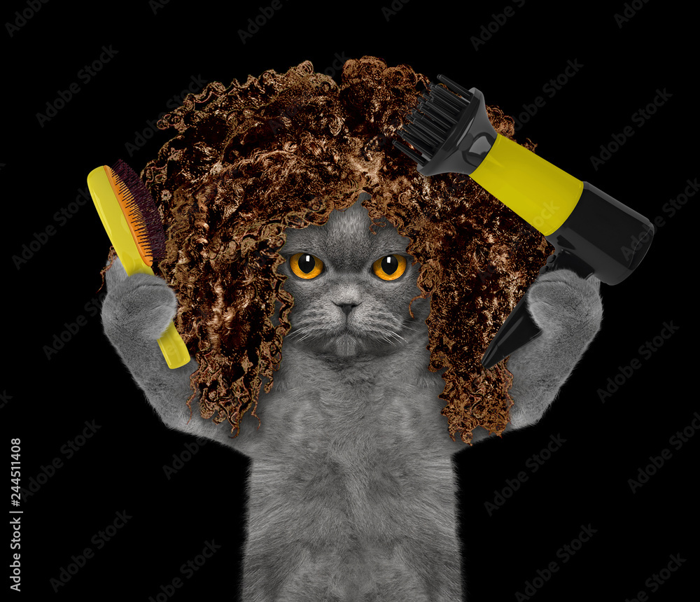 Cats With Afros
