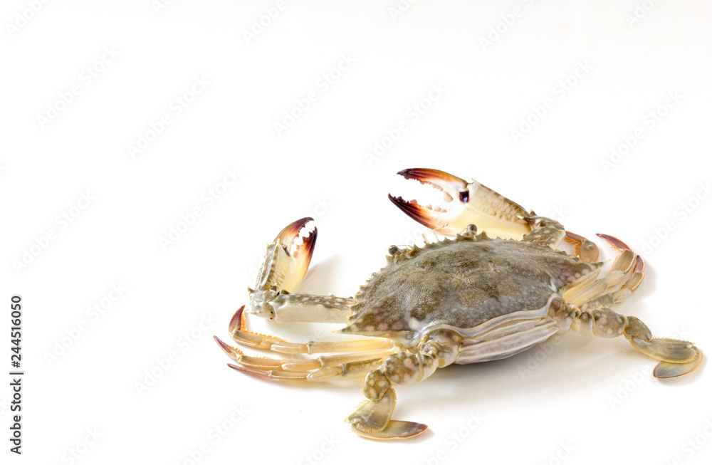 Flower crab, Blue crab, Blue swimmer crab (Portunus pelagicus) isolated ...