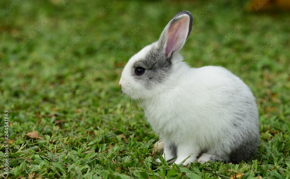 Cute White Baby Rabbits