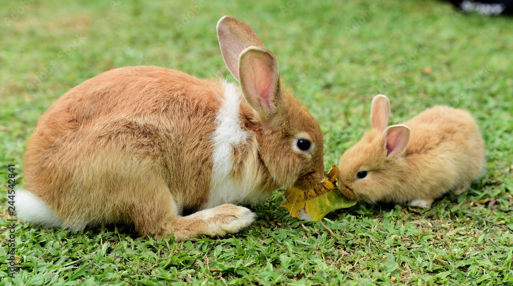 Cute rabbit, brown and white rabbit, mother and baby, walking in the ...
