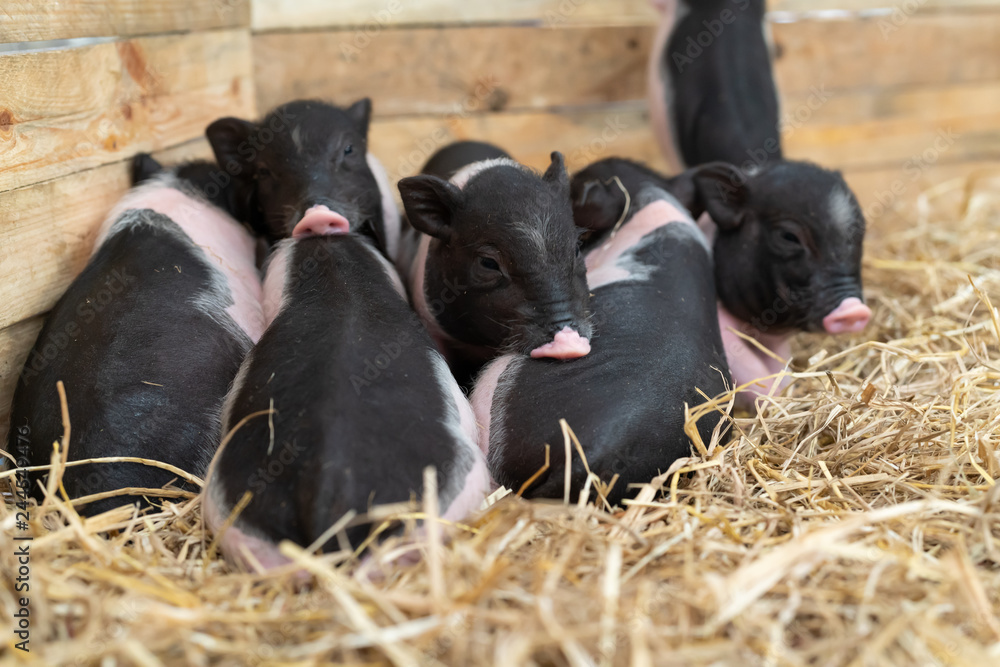 Farm animals : Funny spotted piglet, Cute baby Pot-bellied pigs in a ...