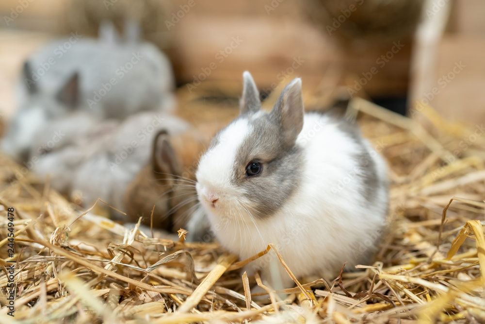Netherland Dwarf rabbit is one of the smallest rabbit breeds. Its ...
