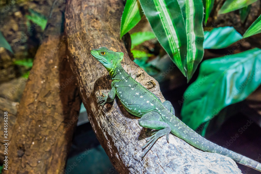 Green Basilisk As Pet