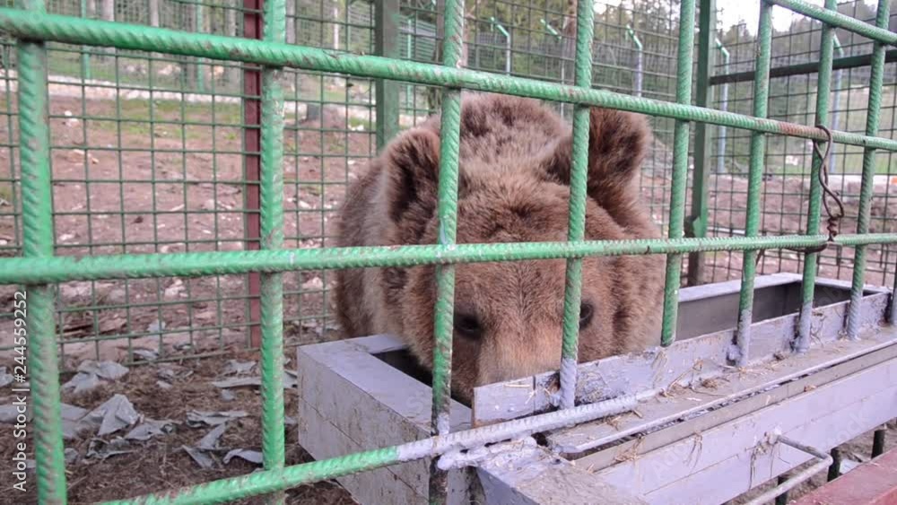 Poor brown bear living in steel cage and behind the bars at the zoo ...