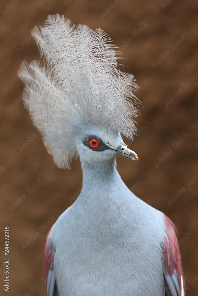 The western crowned pigeon, also known as the common crowned pigeon or ...
