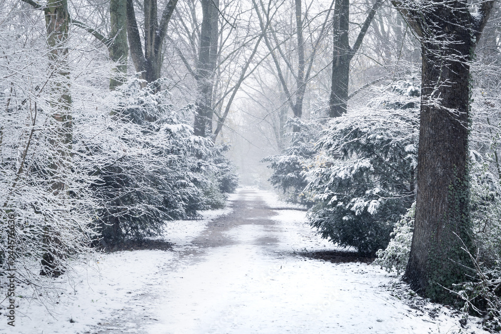Walking path covered in snow in Wilhelminapark in Delft with trees and ...