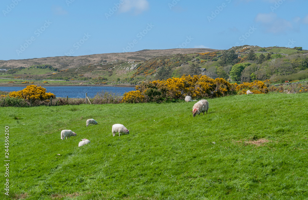 sheep in Connemara Stock Photo | Adobe Stock