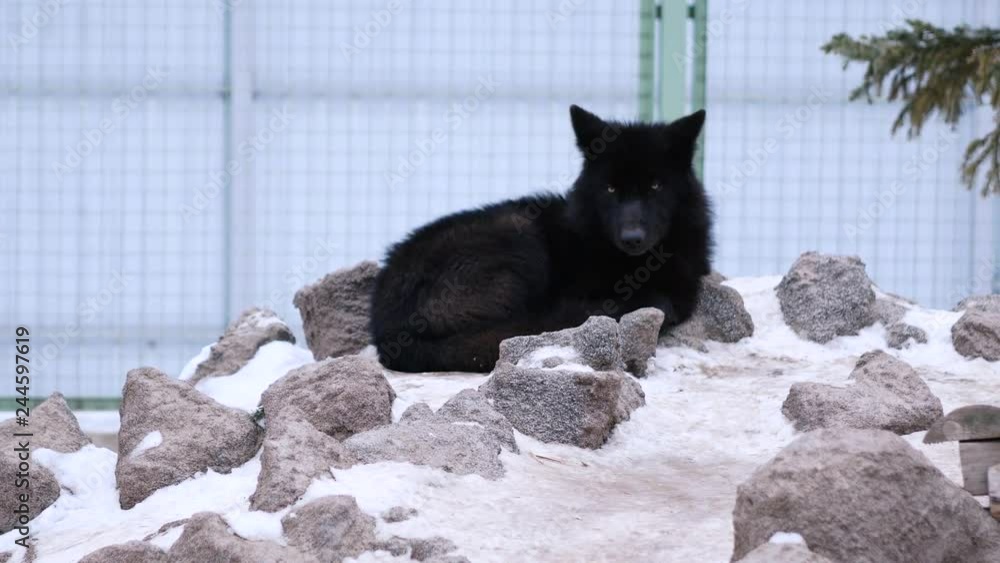Sleepy black wolf in captivity behind the bars of a zoo. Medium plan ...