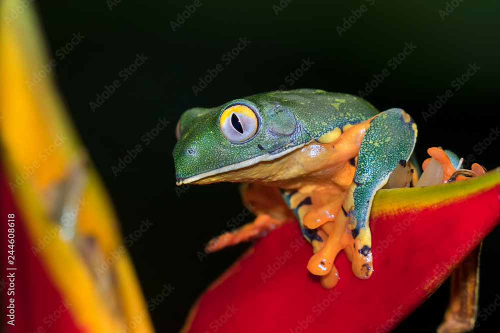 Super tiger-leg monkey tree frog (Phyllomedusa tomopterna) climbing ...