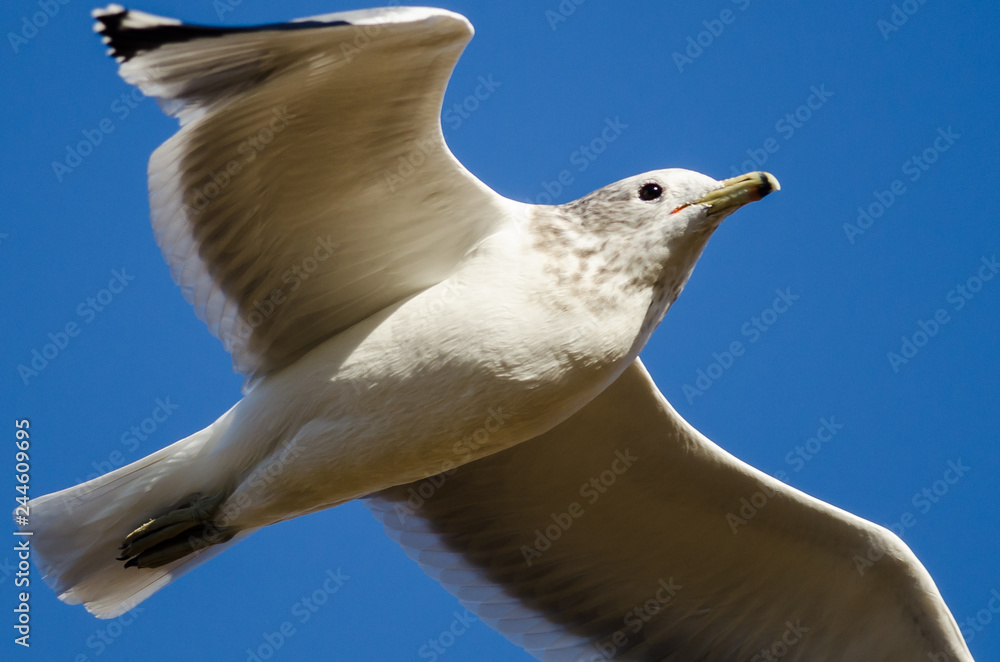 Ring Billed Gull Flying