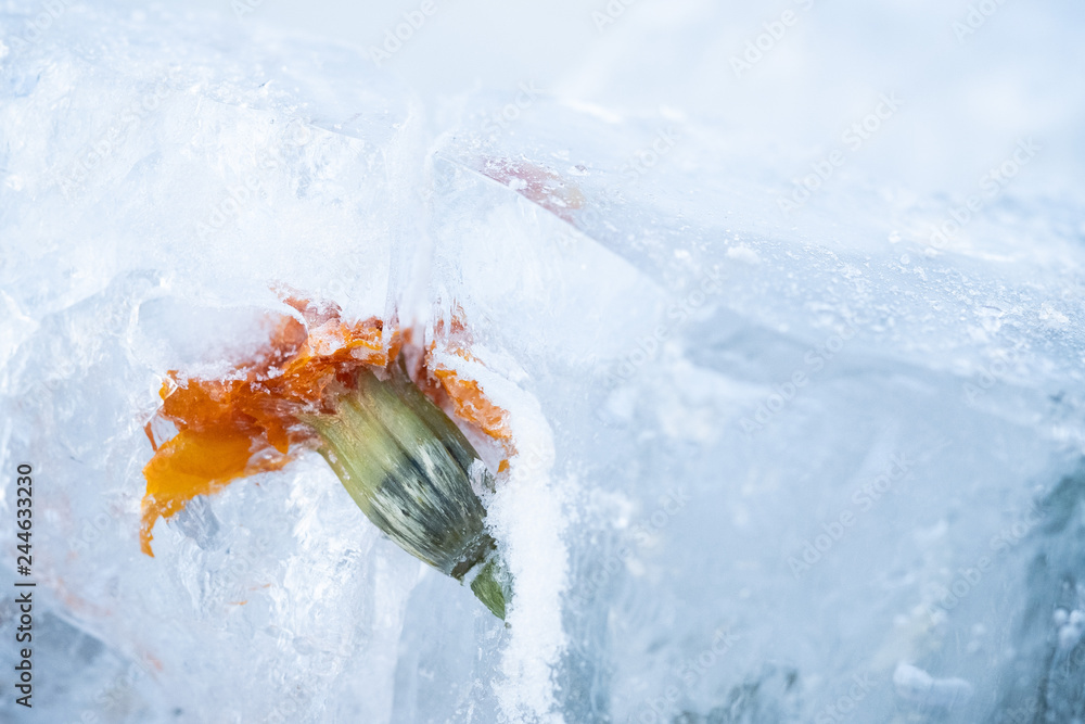 Poster A frozen edible flower photographed through clear ice – Wall Art ...