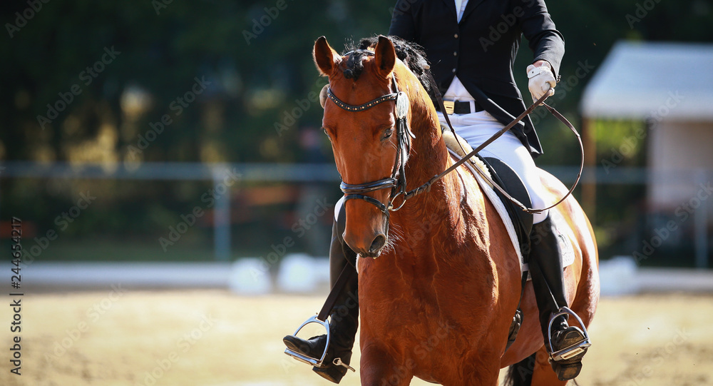 Dressage horse in the tournament, portrait head with locking strap ...