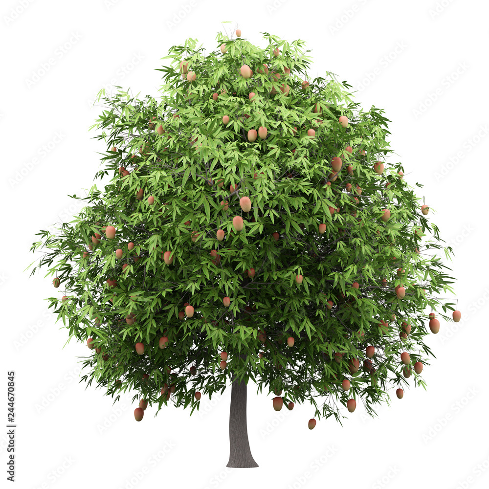 mango tree with mango fruits isolated on white background Stock ...
