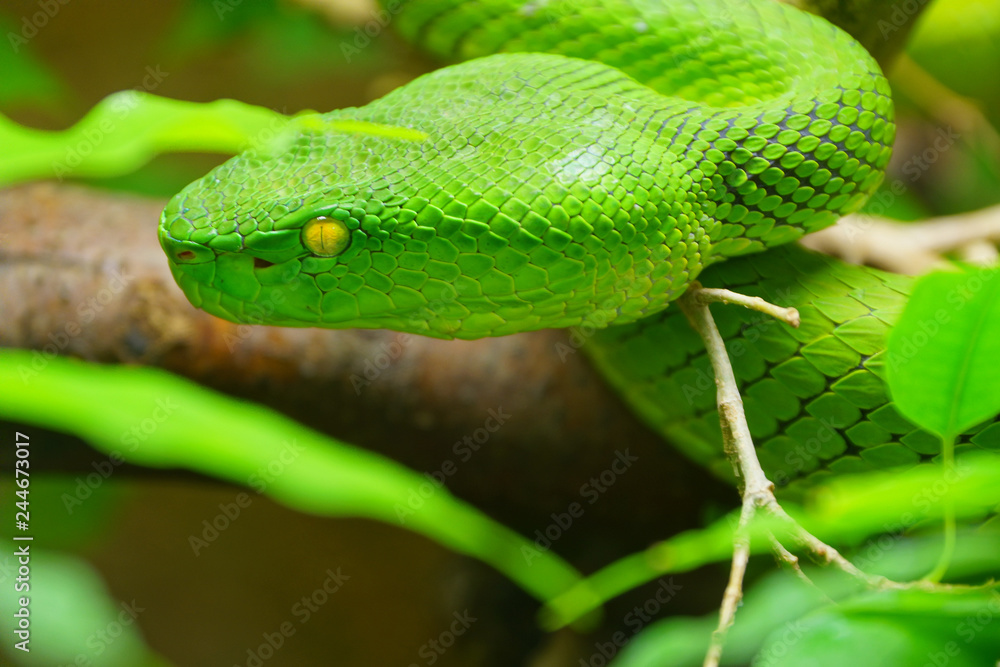 White Lipped Green Pit Viper