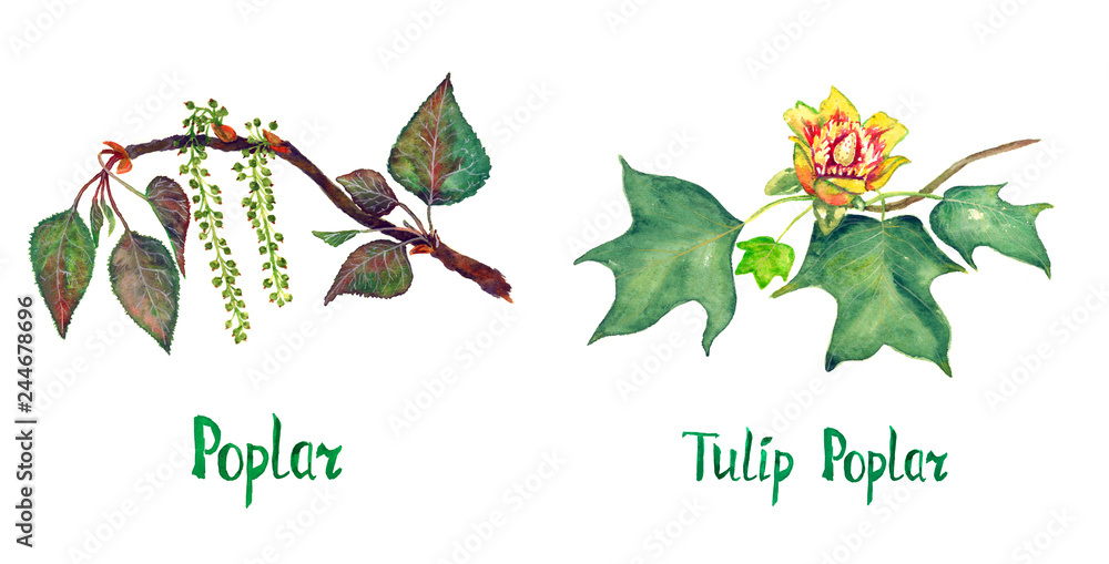 Tulip Poplar Tree Clipart