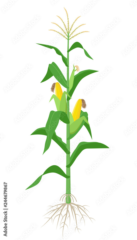 Maize plant isolated on white background with yellow corncobs, green ...