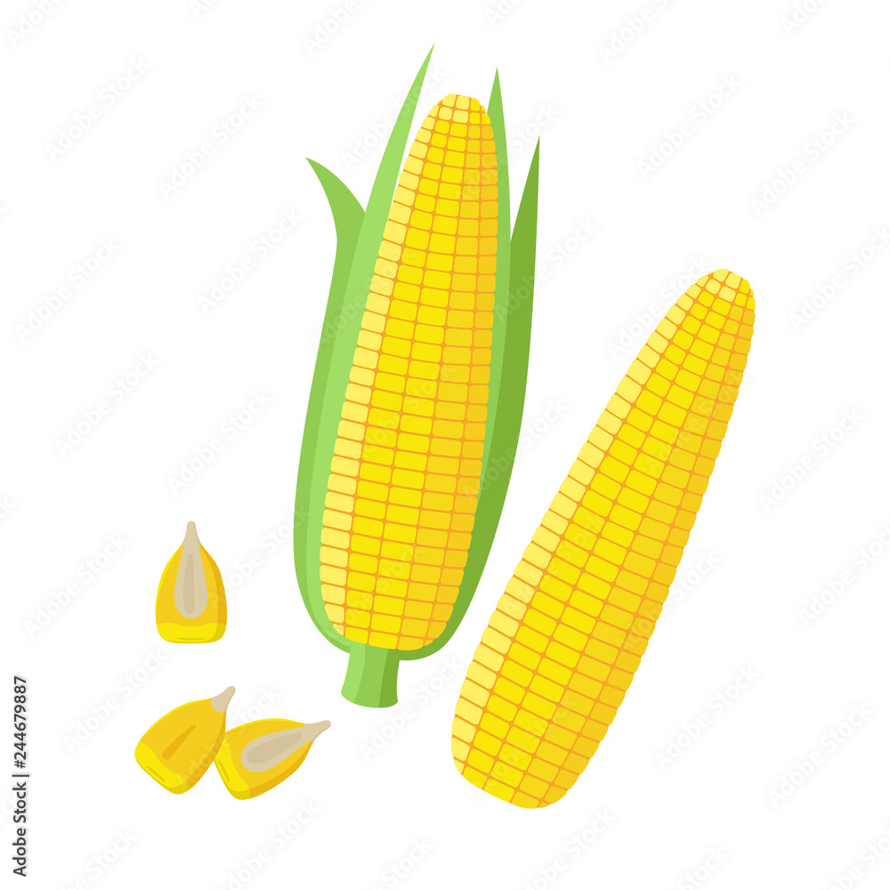 Corn Seeds Clipart