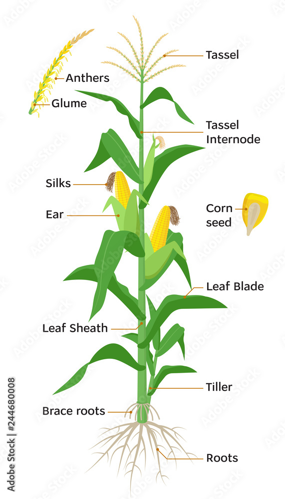 Maize Plant Diagram Infographic Elements With The Parts Of Corn Plant Anthers Tassel Corn