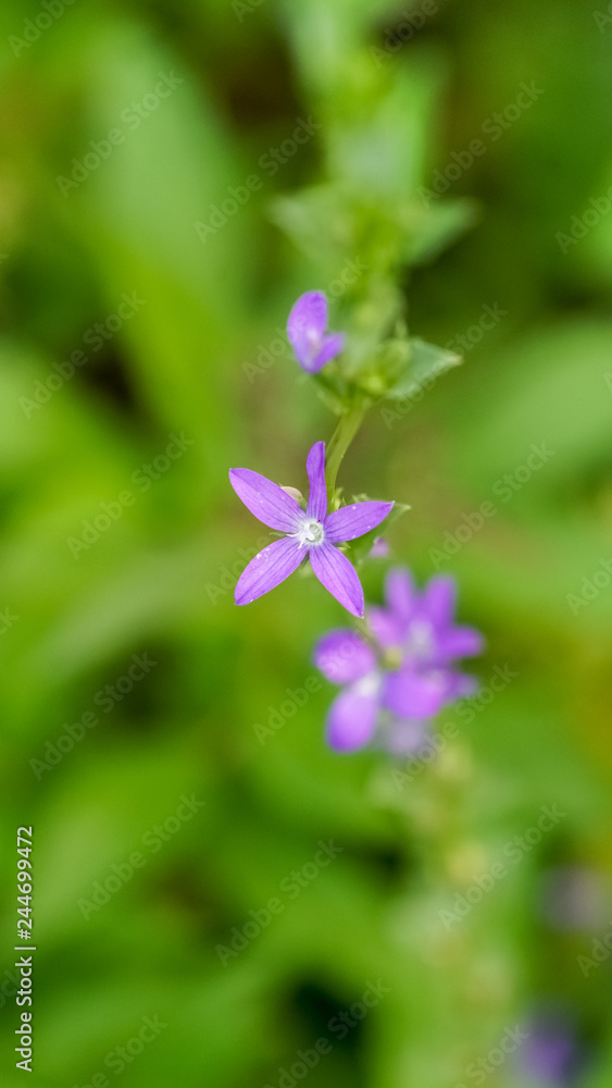 Triodanis biflora and known commonly as small Venus' looking-glass ...