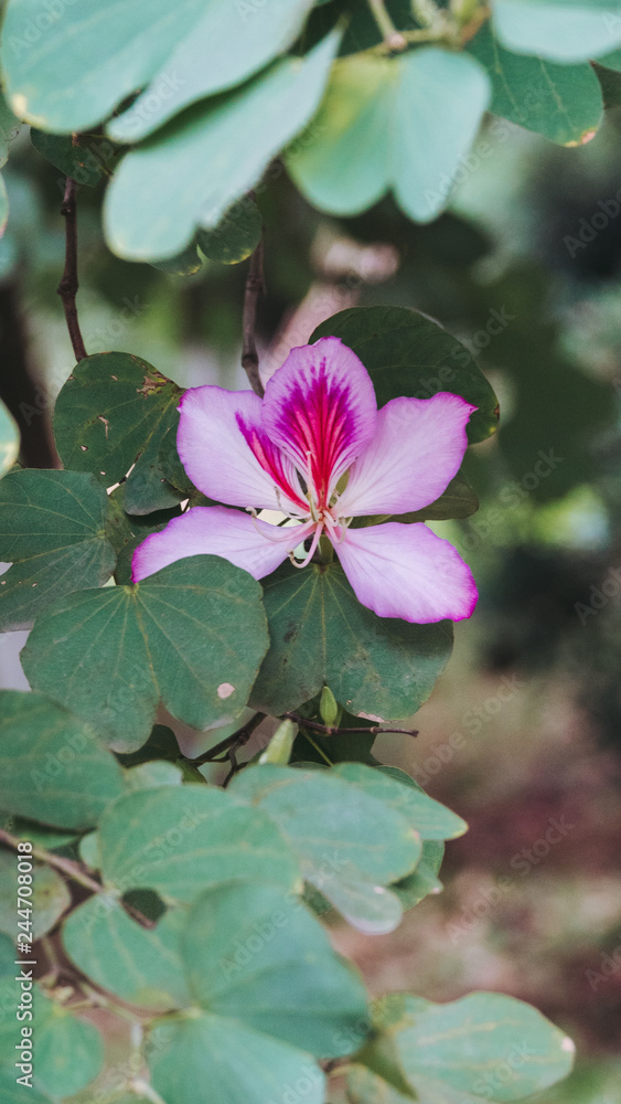 Foto de Bauhinia variegata tree, common names include orchid tree ...