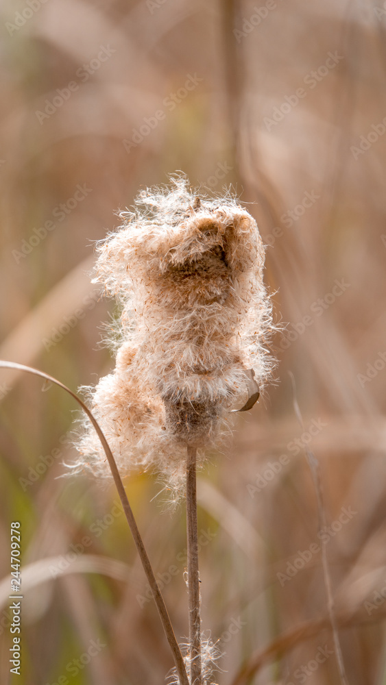 Typha angustifolia (also lesser bulrush, narrowleaf cattail or lesser ...