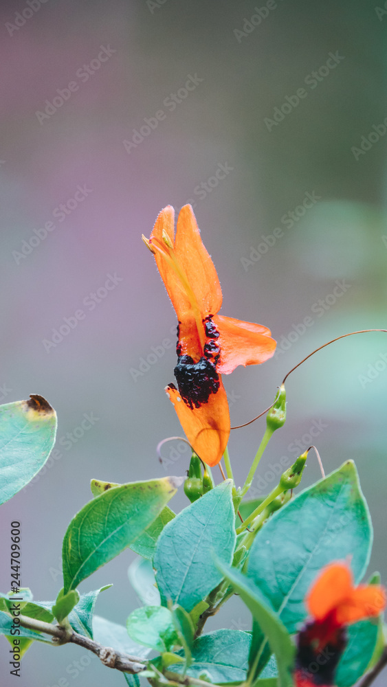 Red flower of Ruttya fruticosa, which is also known as jammy mouth or ...