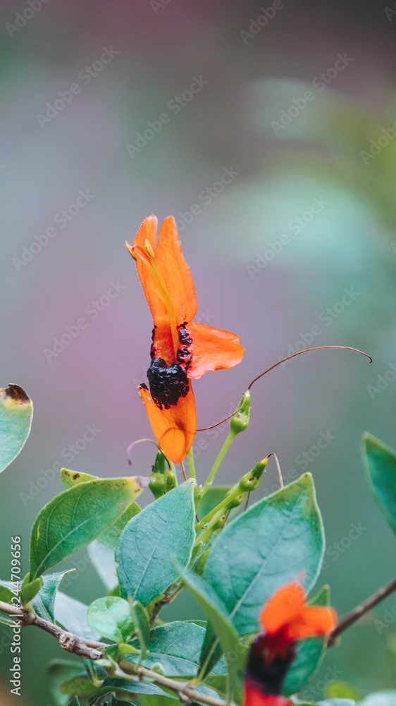Red flower of Ruttya fruticosa, which is also known as jammy mouth or ...