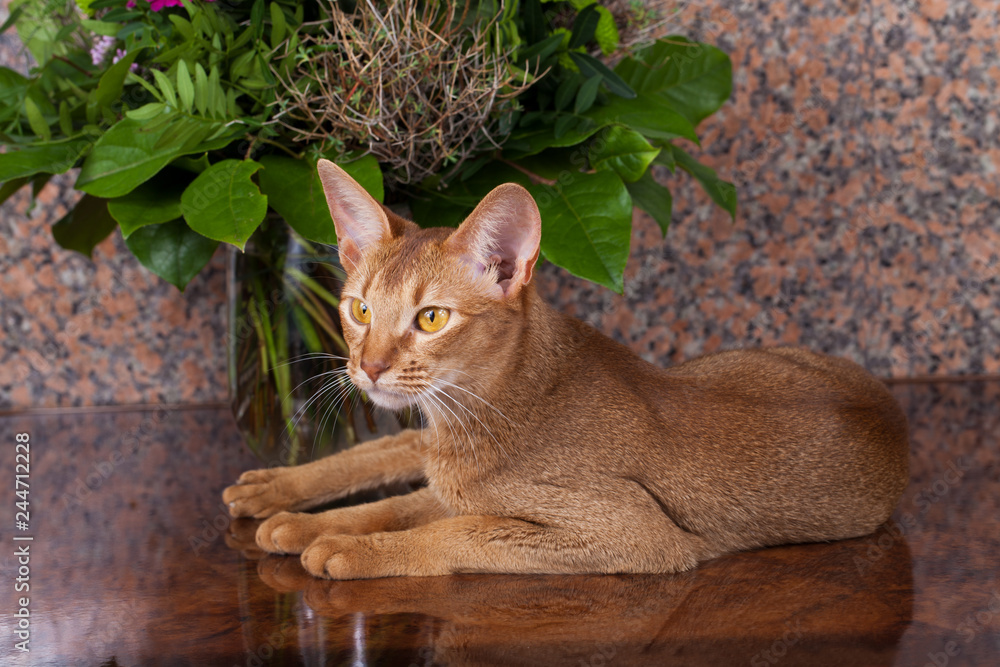 Sorrel Abyssinian