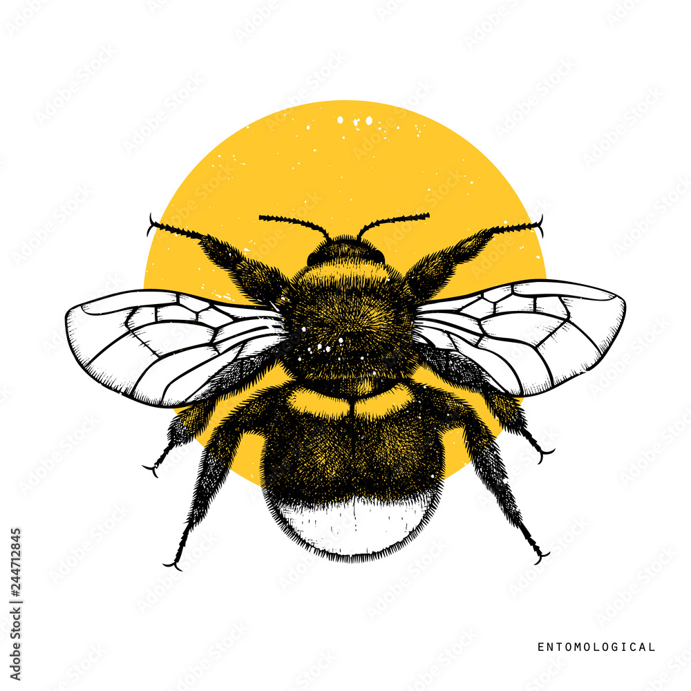 Vector drawing of Bumlebee. Hand drawn insect sketch isolated on white ...